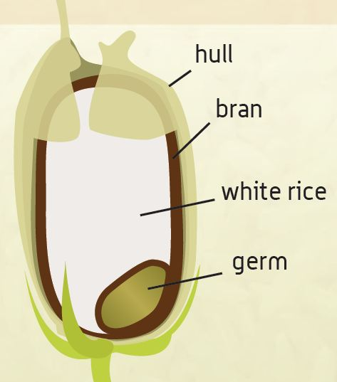 RICE HULLS - Bioarctic